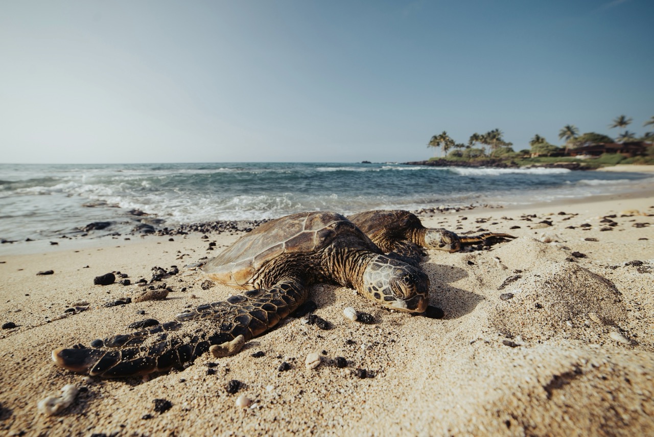 Best Beach to See Turtles on Oahu